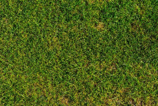 Soccer field texture close up. Grass in the stadium. Finely mown lawn ...