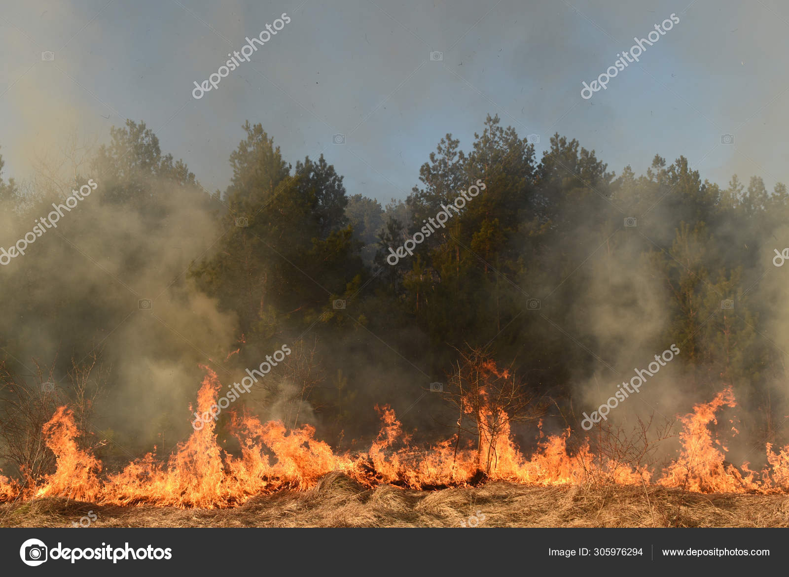 Wildfire, forest fire, burning forest Stock Photo by ©Bumble-Dee 305976294