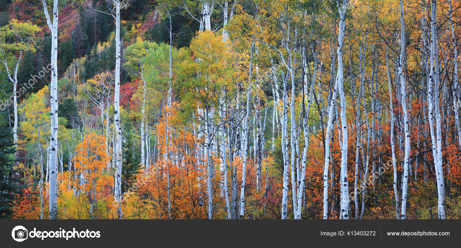 Tall Aspen Trees Fall Foliage Colorado Rocky Mountains — Stock Photo ...