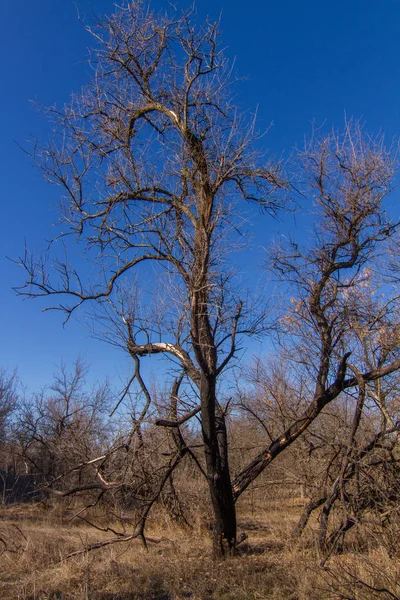 Dead camelthorn trees stand Stock Photos, Royalty Free Dead camelthorn ...