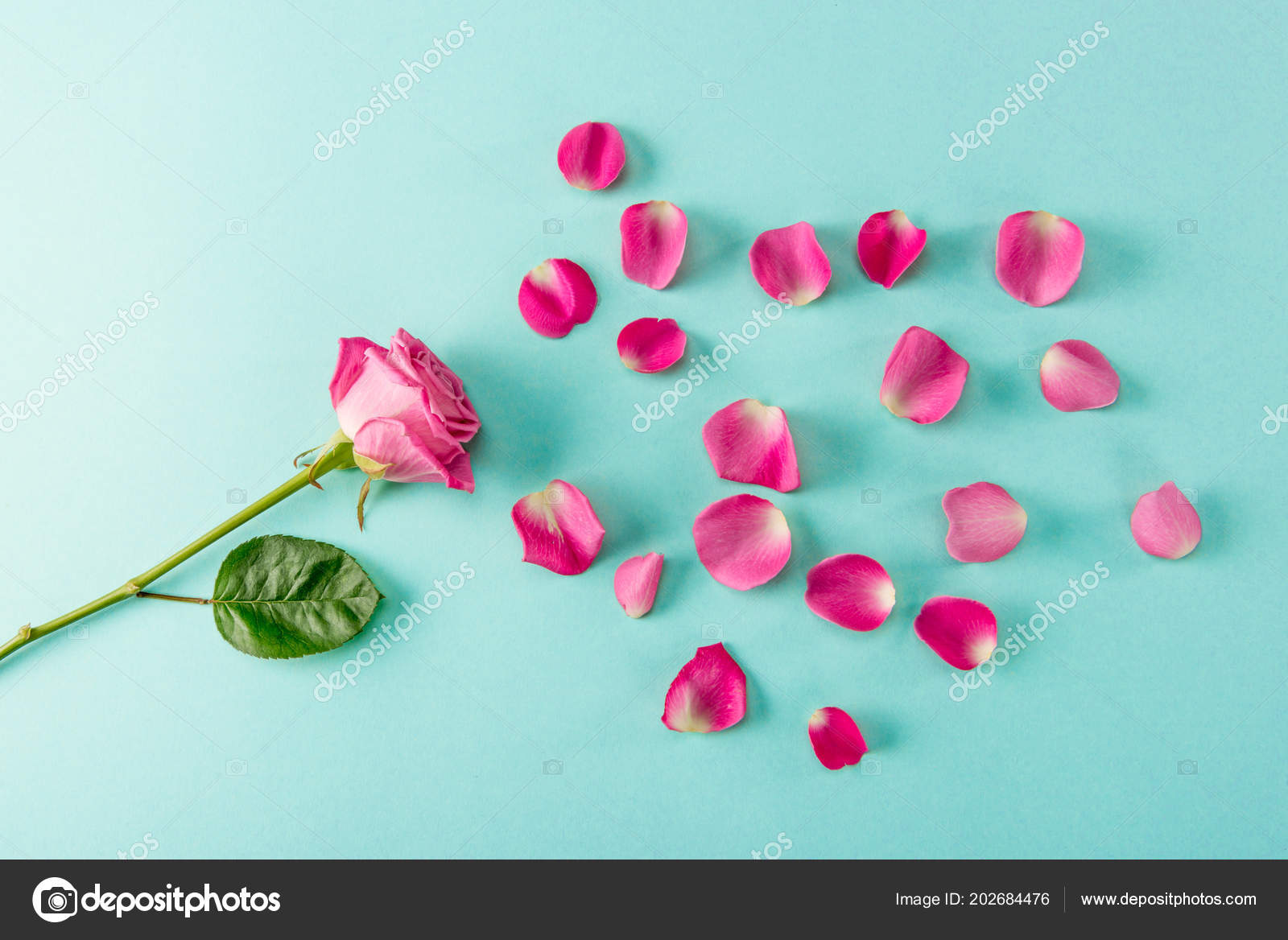 Top View Beautiful Pink Rose Flower Petals Blue — Stock Photo ...