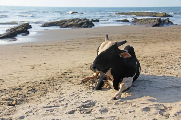 Fotos de Vaca na praia, Imagens de Vaca na praia sem royalties ...