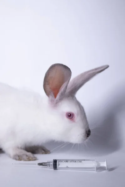 Animal testing Stock Photos, Royalty Free Animal testing Images ...