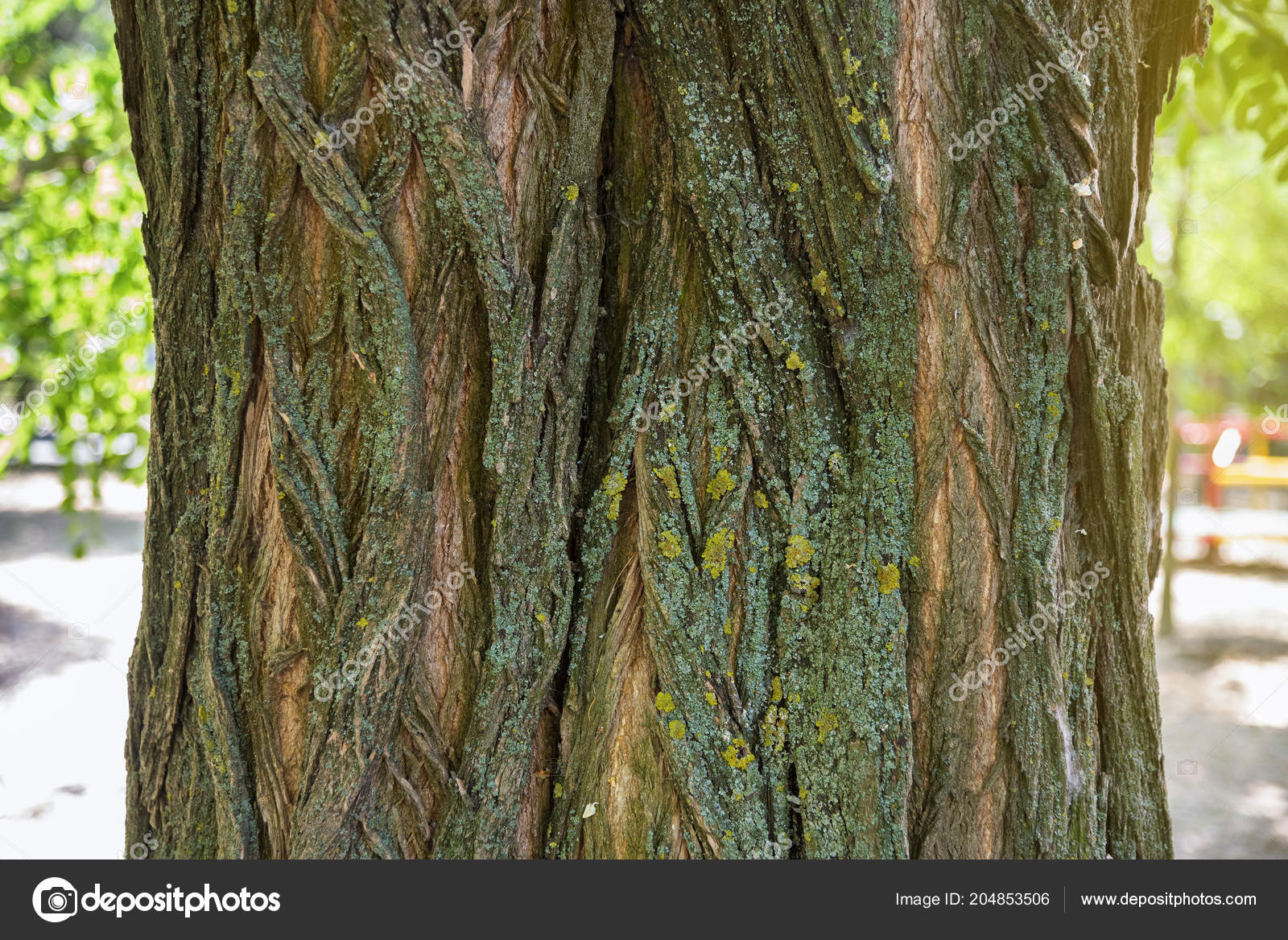 Acacia Tree Bark