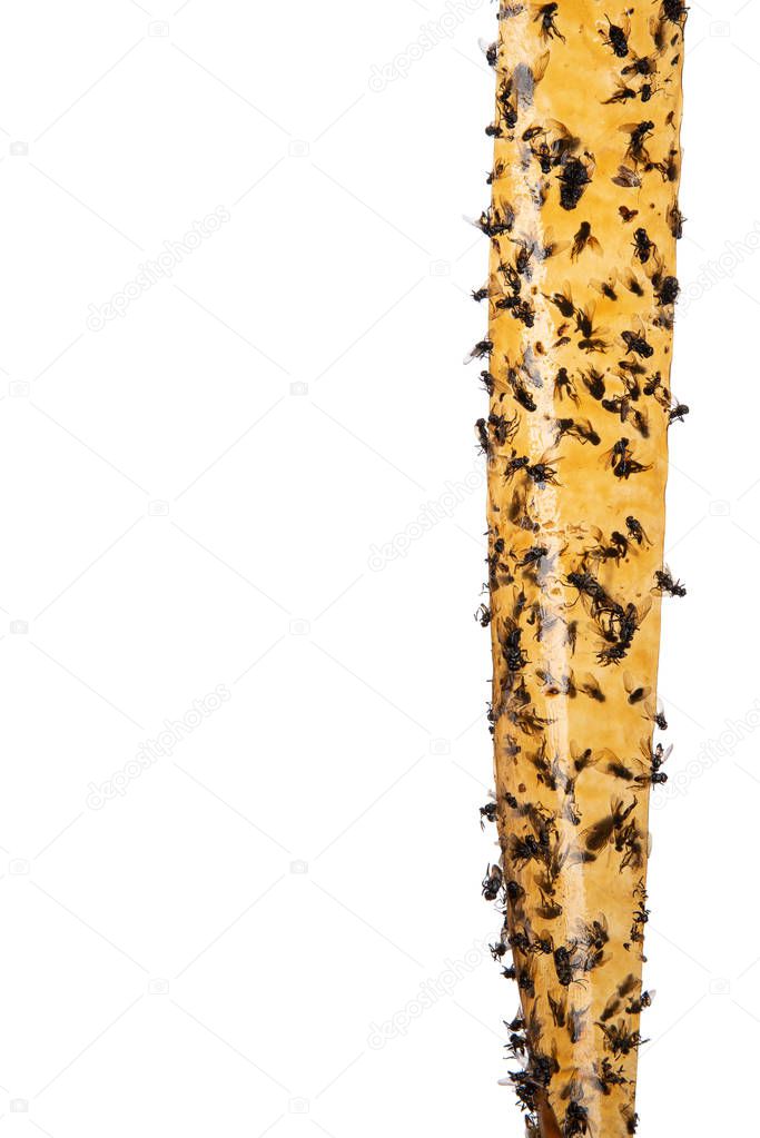 Papel volador pegajoso con moscas pegadas, trampa para moscas o ...