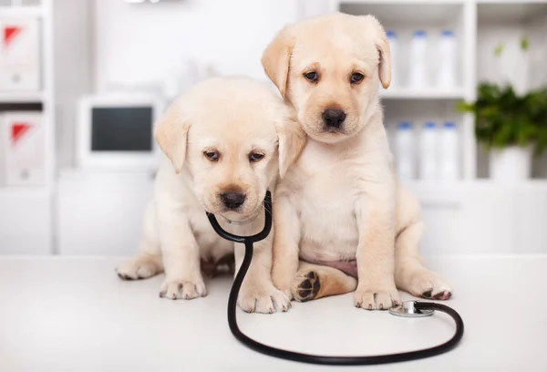 Cute Labrador Dog Puppy Veterinary Doctor Office Wearing Stethoscope ...