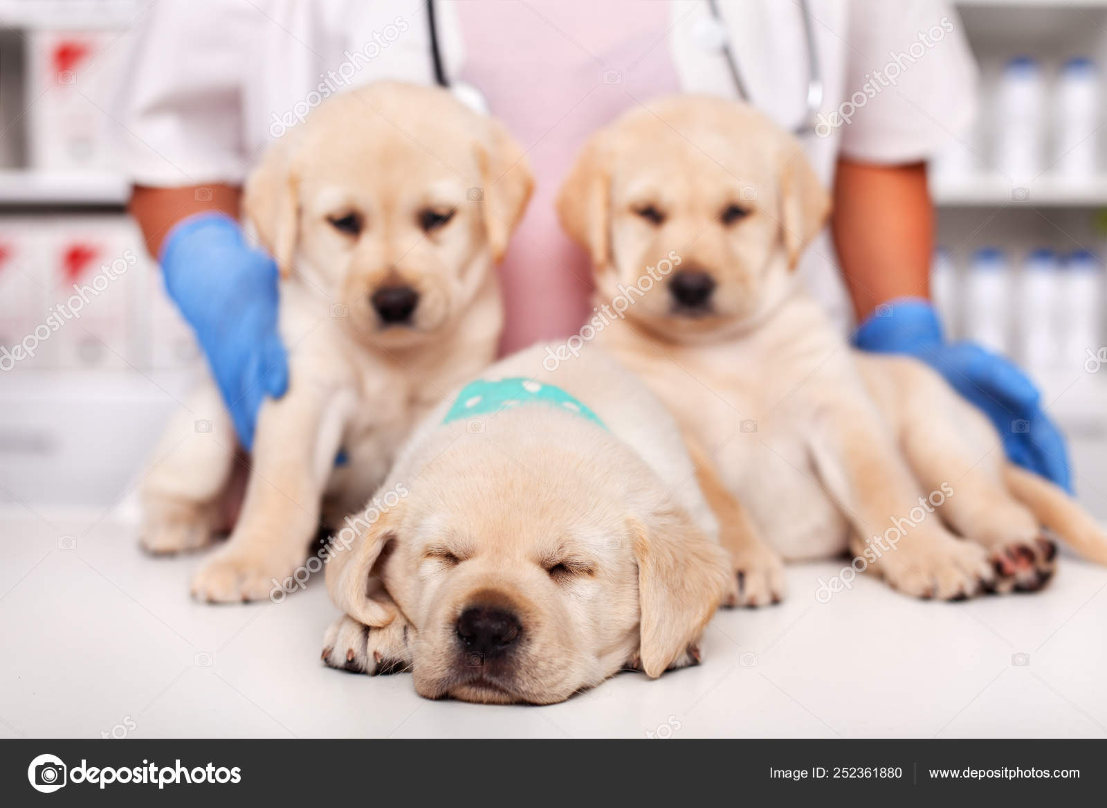 Cute labrador puppies at the veterinary doctor office - with one Stock ...