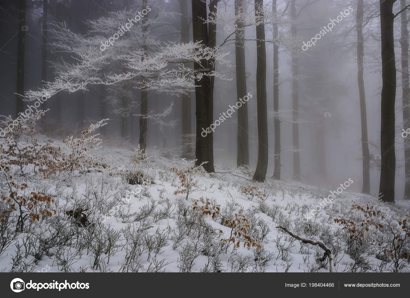 Winter Beech Forest Fog Background Stock Photo by ©myslitel 198404466