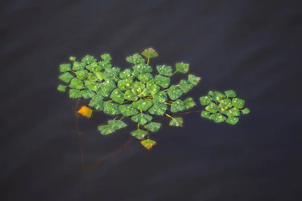 Trapa Bicornis Trapa Natans Horn Nut Water Caltrops Buffalo Nut Stock ...