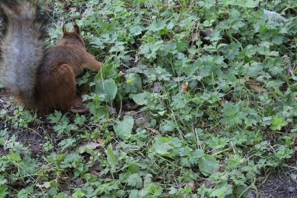 Biggest Squirrel Ever Killed