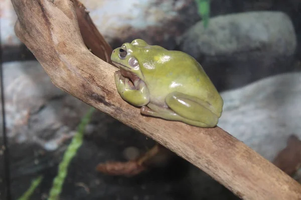 Sapo macaco gigante Stock Photos, Royalty Free Sapo macaco gigante ...