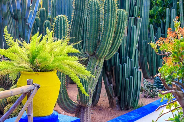 Majorelle garden marrakesh Stock Photos, Royalty Free Majorelle garden ...