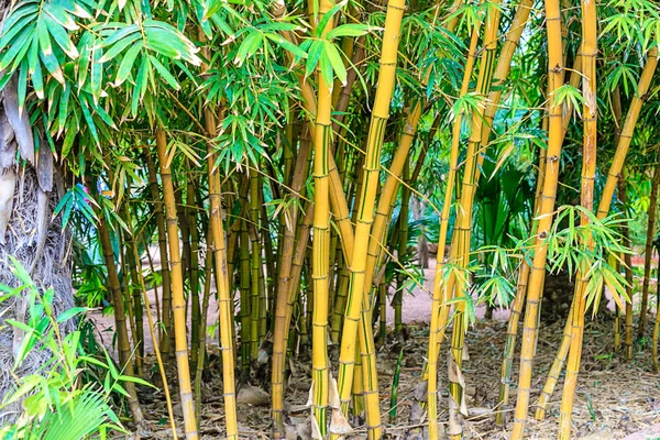Bamboo palm trees Stock Photos, Royalty Free Bamboo palm trees Images ...