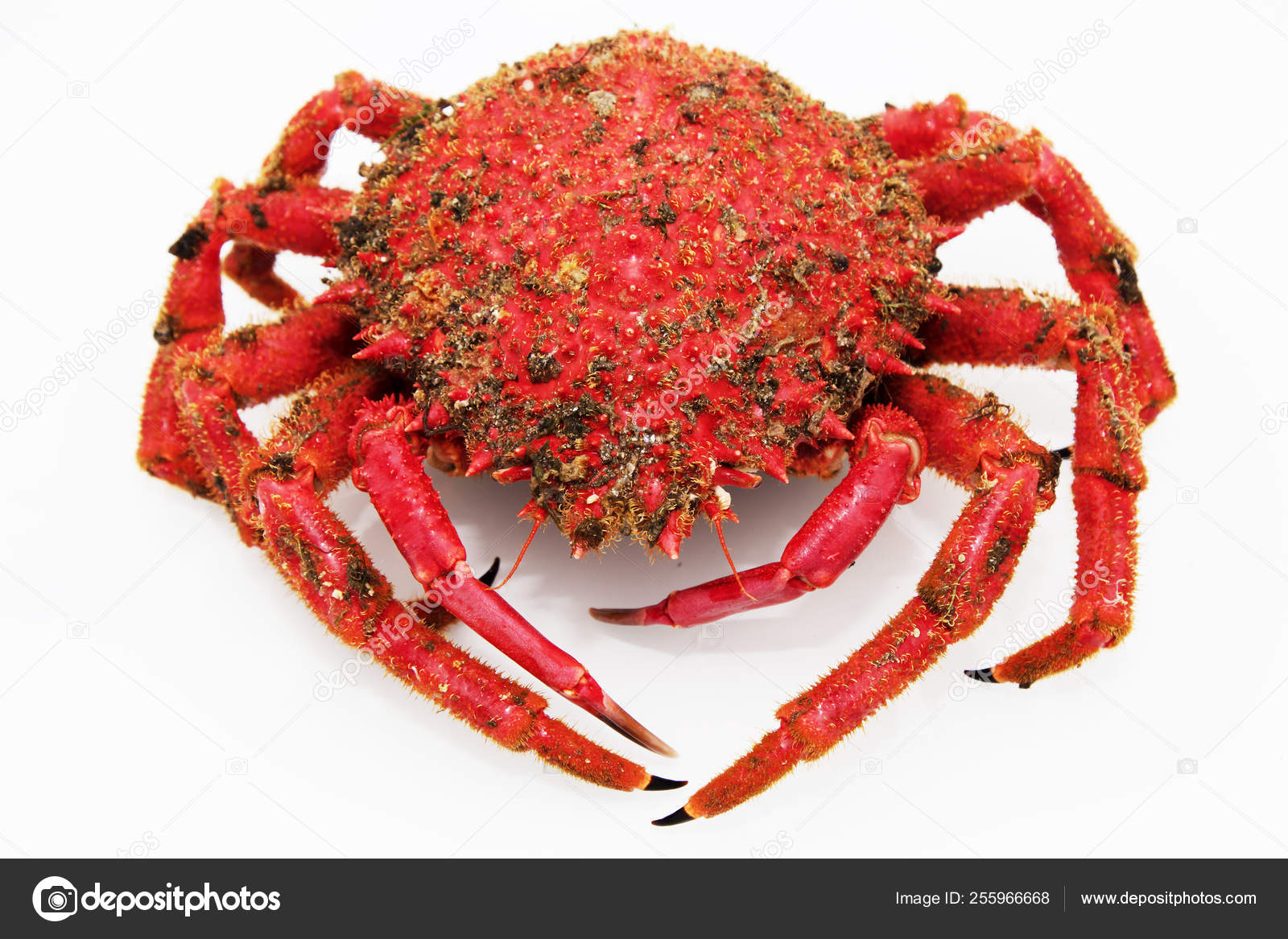 Crab Isolated White Background Seafood Stock Photo by ©carballo 255966668