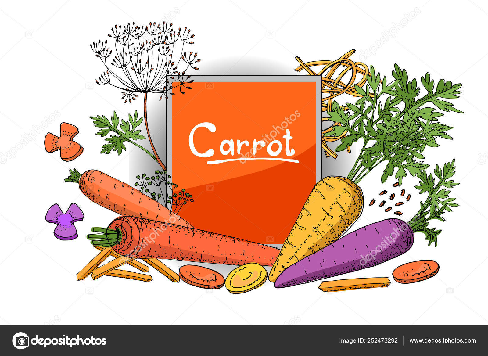 Set of carrots of different types. Stock Vector Image by ©ArtZuka ...