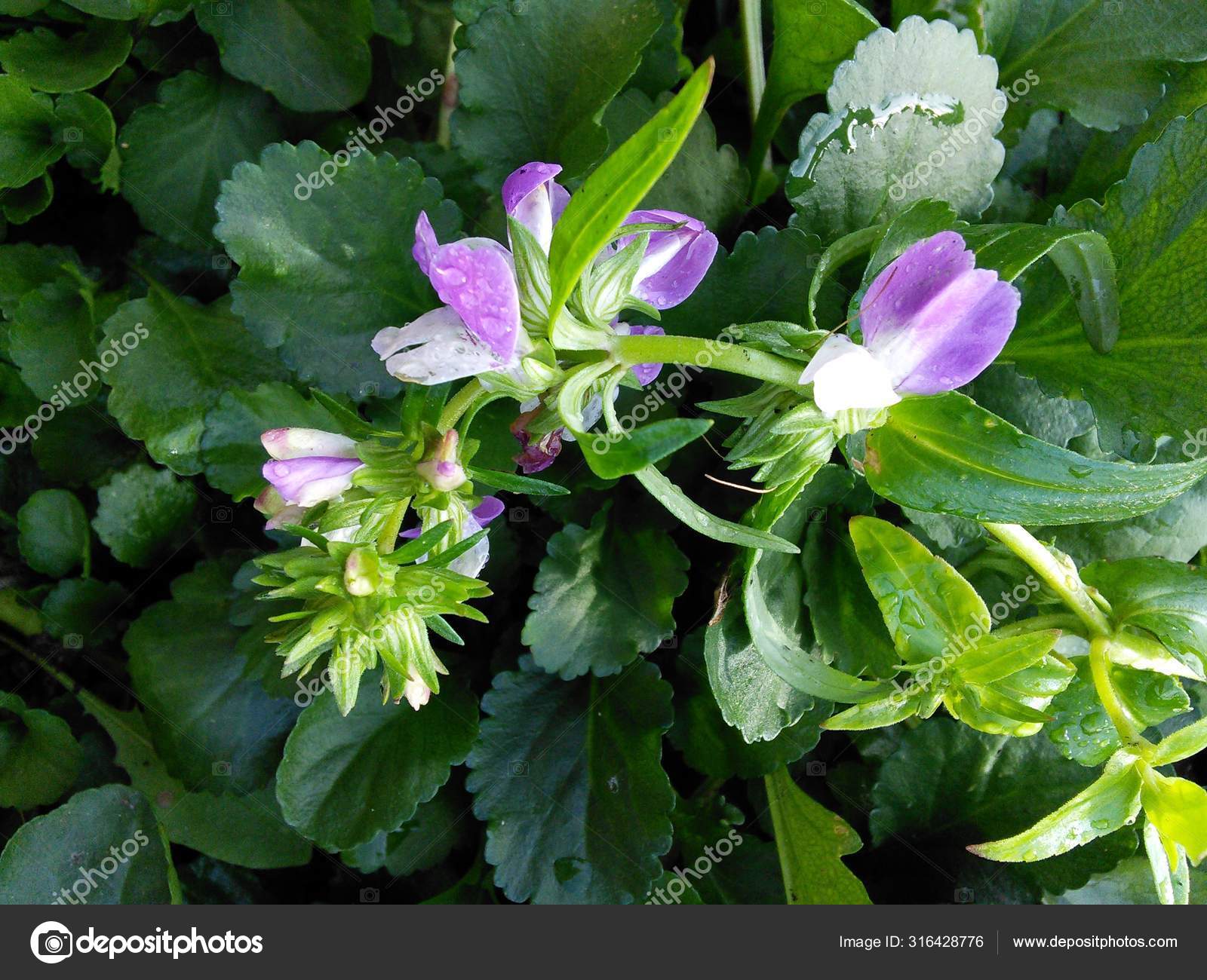 Chinese Houses Flower