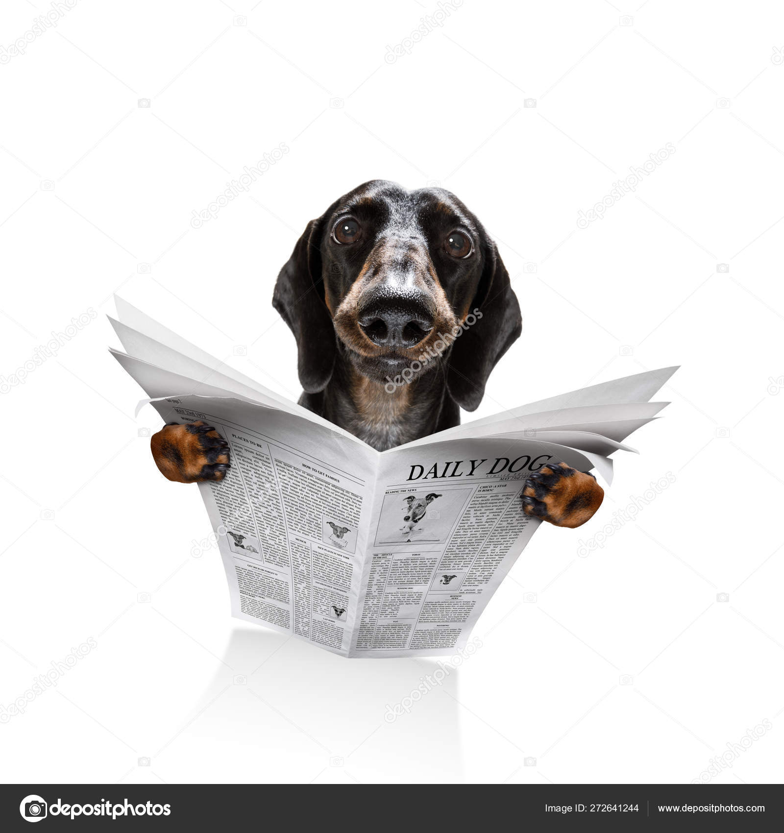 Dog reading newspaper — Stock Photo © damedeeso #272641244