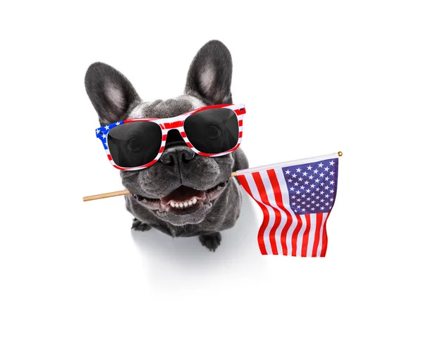 July 4th dog Stock Photos, Royalty Free July 4th dog Images | Depositphotos