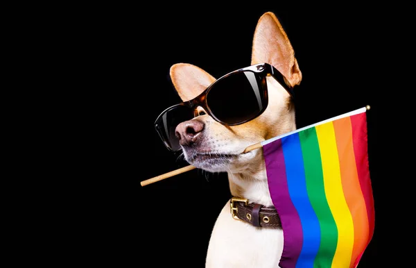 419 Lgbt pride dog Stock Photos, Lgbt pride dog Images | Depositphotos®