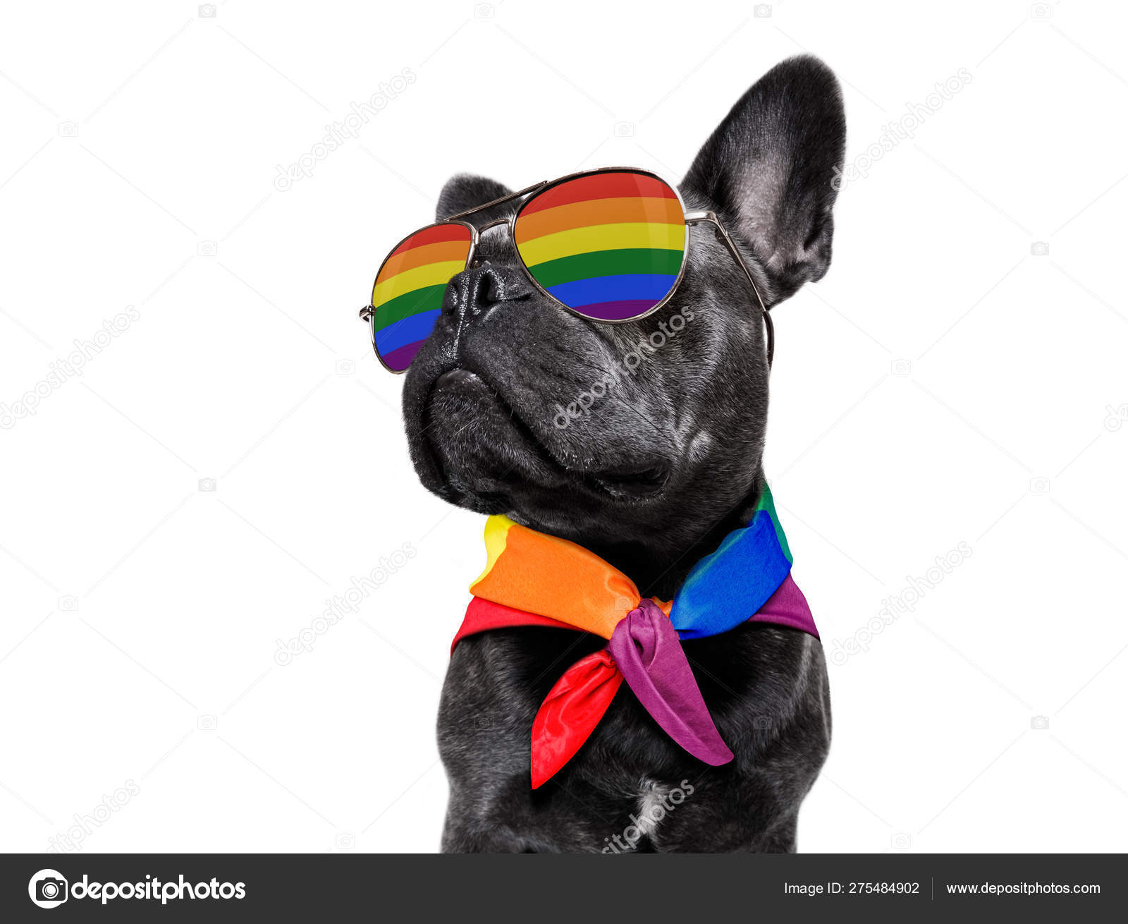 Gay orgullo perro: fotografía de stock © damedeeso #275484902 ...