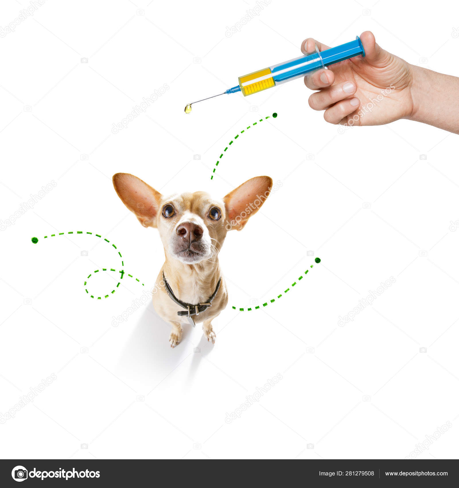 Dog with fleas, ticks or insects — Stock Photo © damedeeso #281279508