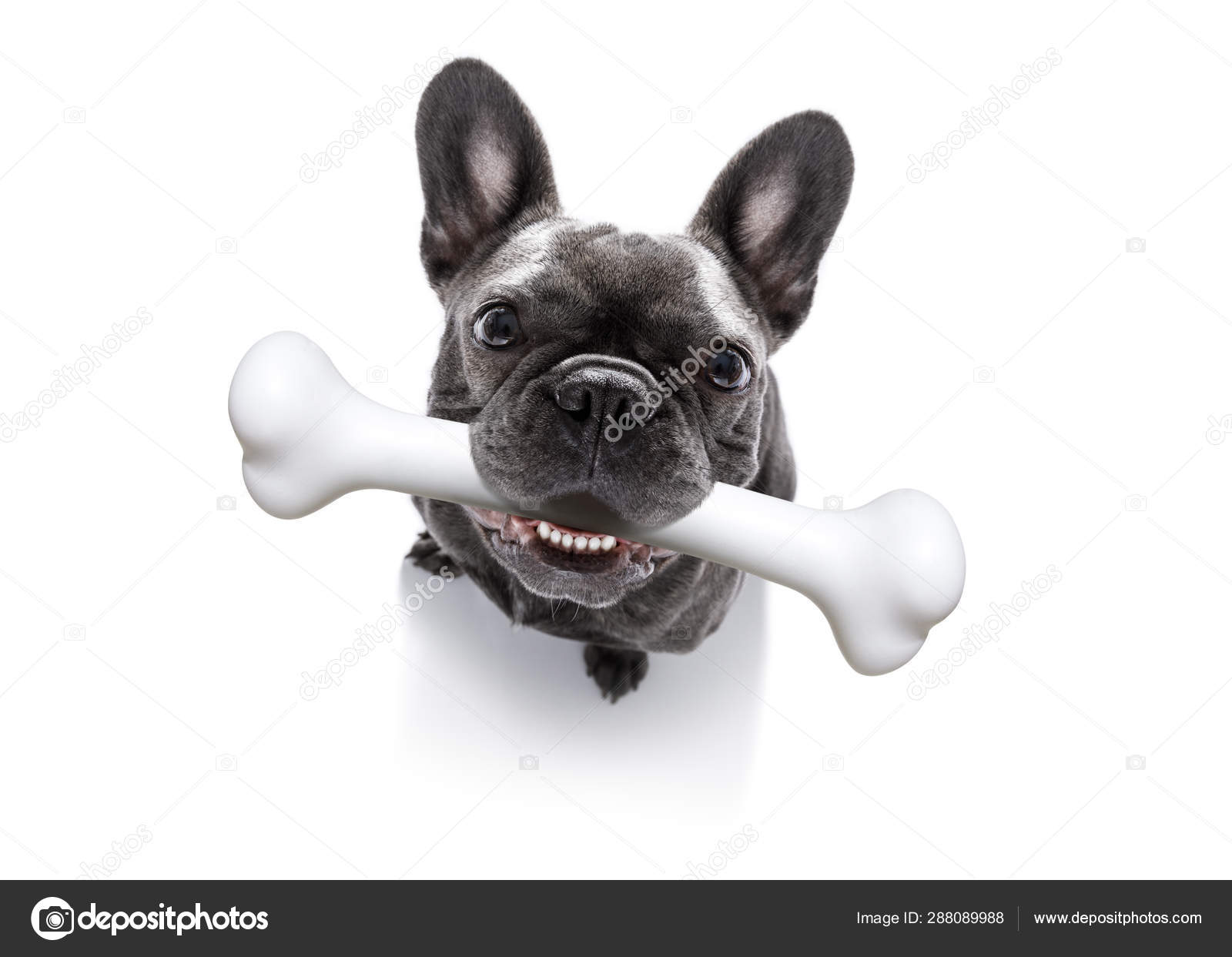 Are Bones Safe For Bulldog Puppies