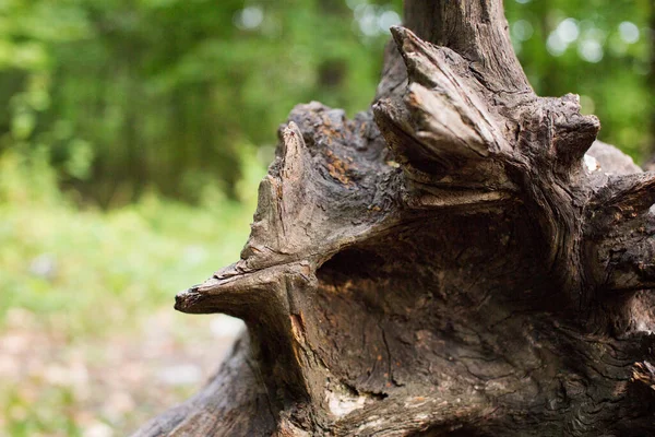 Dry tree trunk. A tree fell to the ground. Roots. Wood texture. Natural ...
