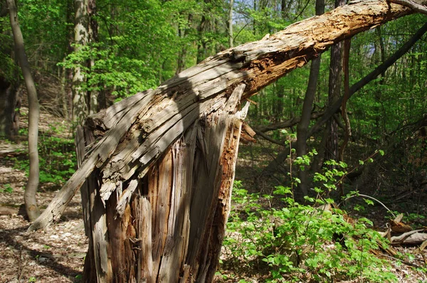 Broken tree - Stock Image - Everypixel
