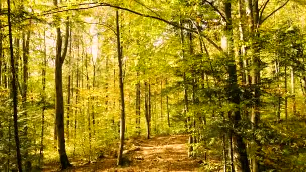 Pathway in the autumn forest Stock Photo by ©sborisov 6455974