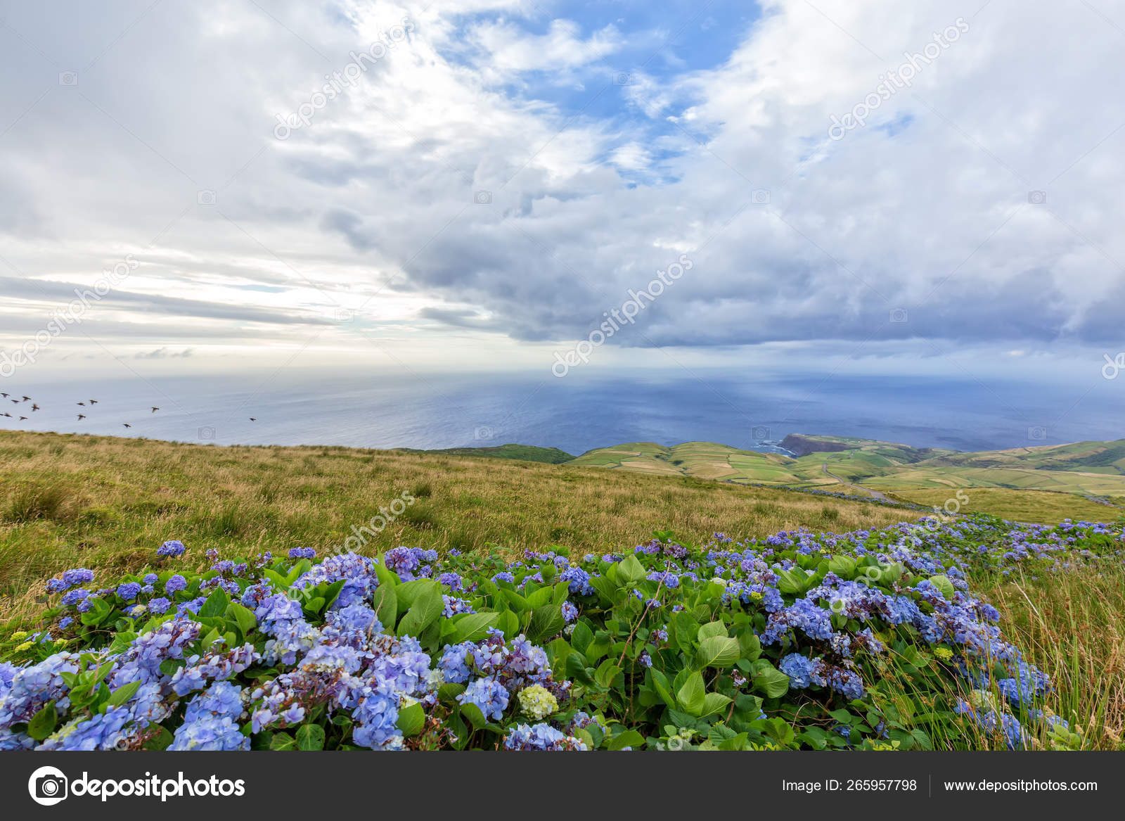 Hydrangeas and Birds Stock Photo by ©danaan 265957798