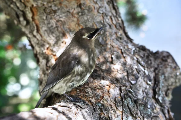 An image of a young Cedar Waxwing bird perched on a tree branch ...