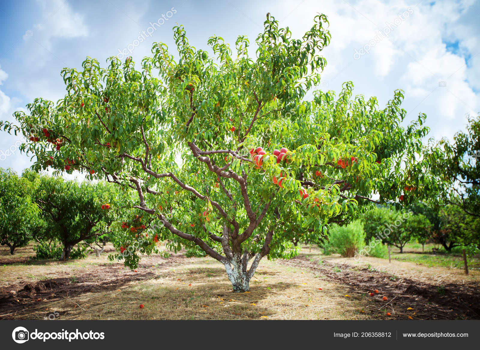Peach Orchard Harvest
