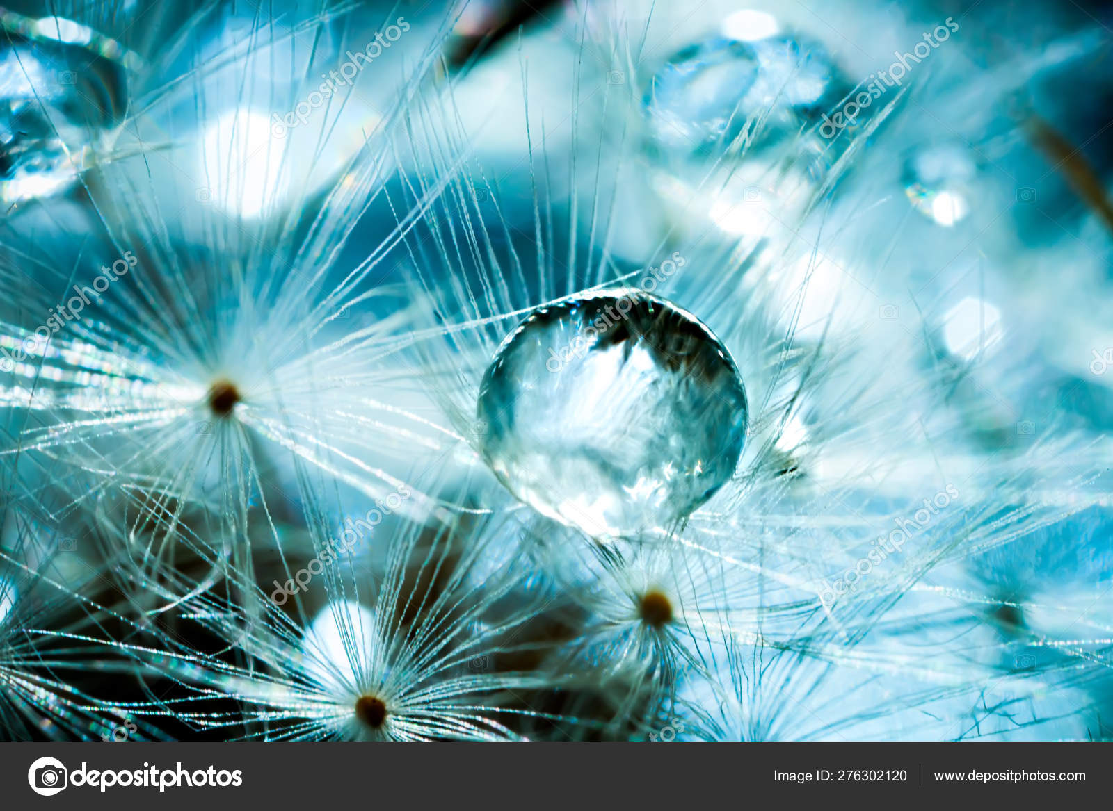 Beautiful dew drops on a dandelion seed. Macro. Beautiful soft light ...