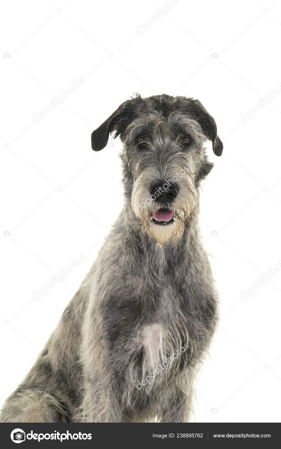 Grey large Irish wolfhound dog sitting sideways looking at camera ...
