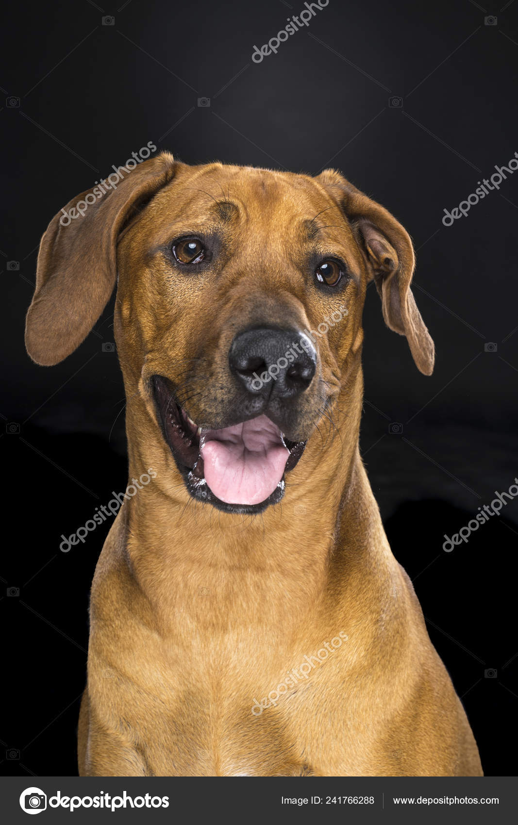 Black Rhodesian Ridgeback Mix