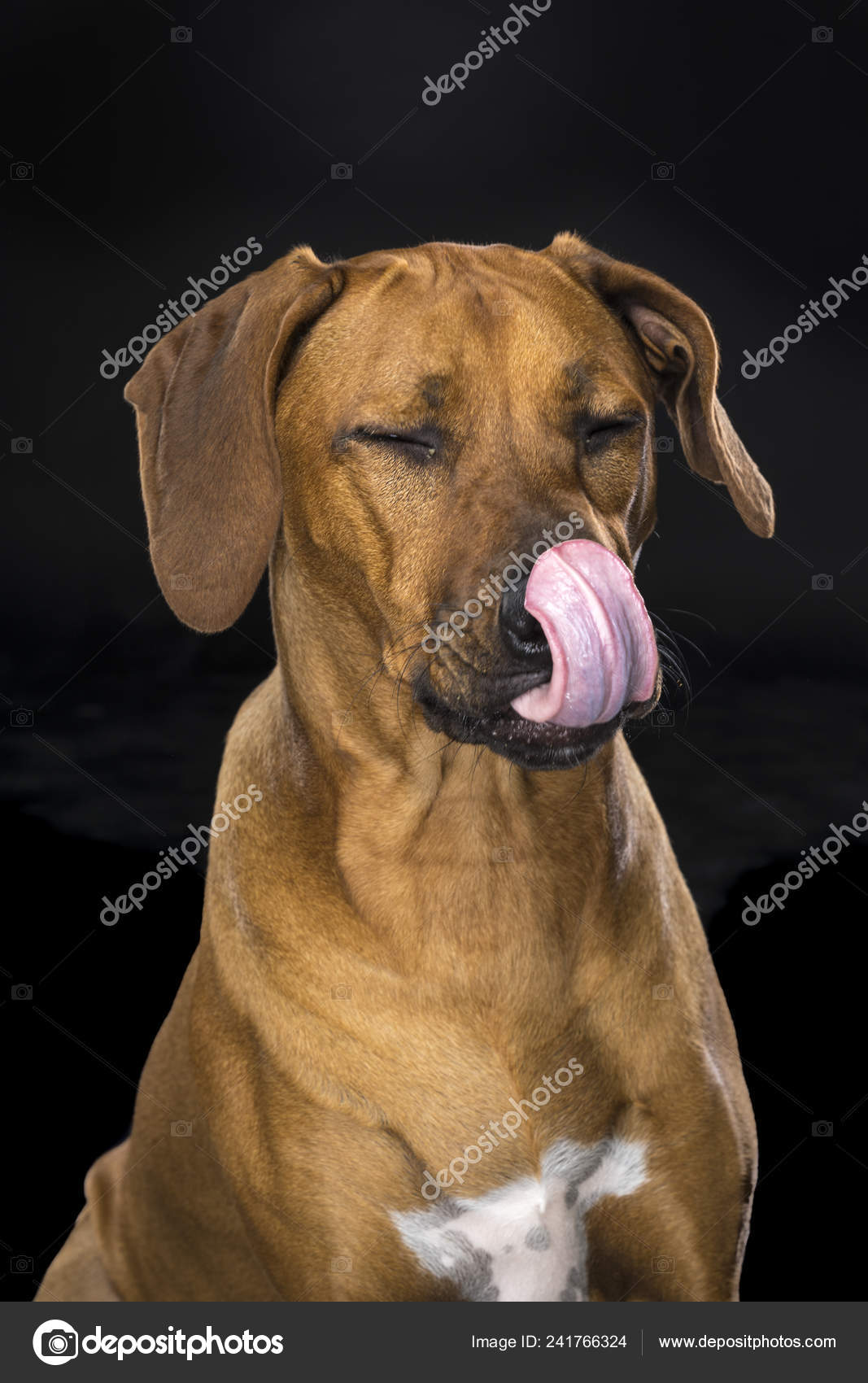 Portrait Rhodesian Ridgeback dog isolated black background sitting ...