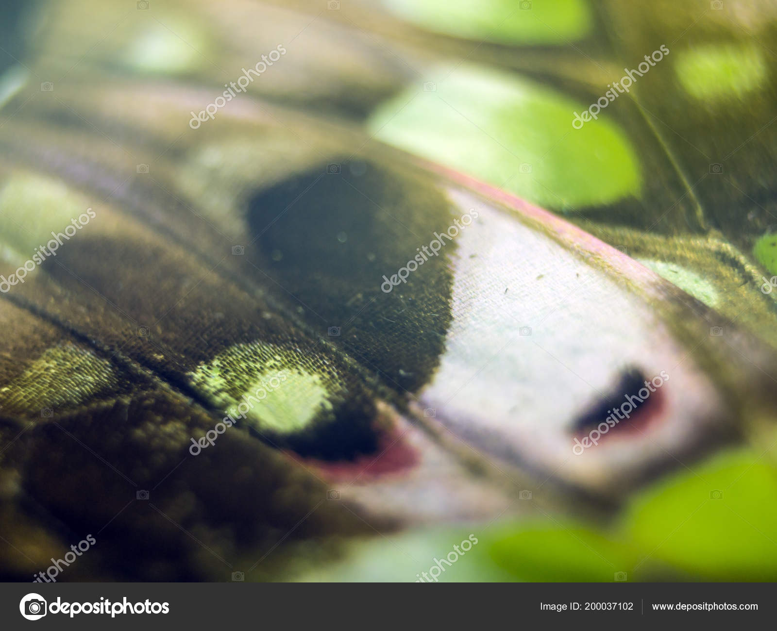 Butterfly Wings Microscope — Stock Photo © Karlosevitch #200037102