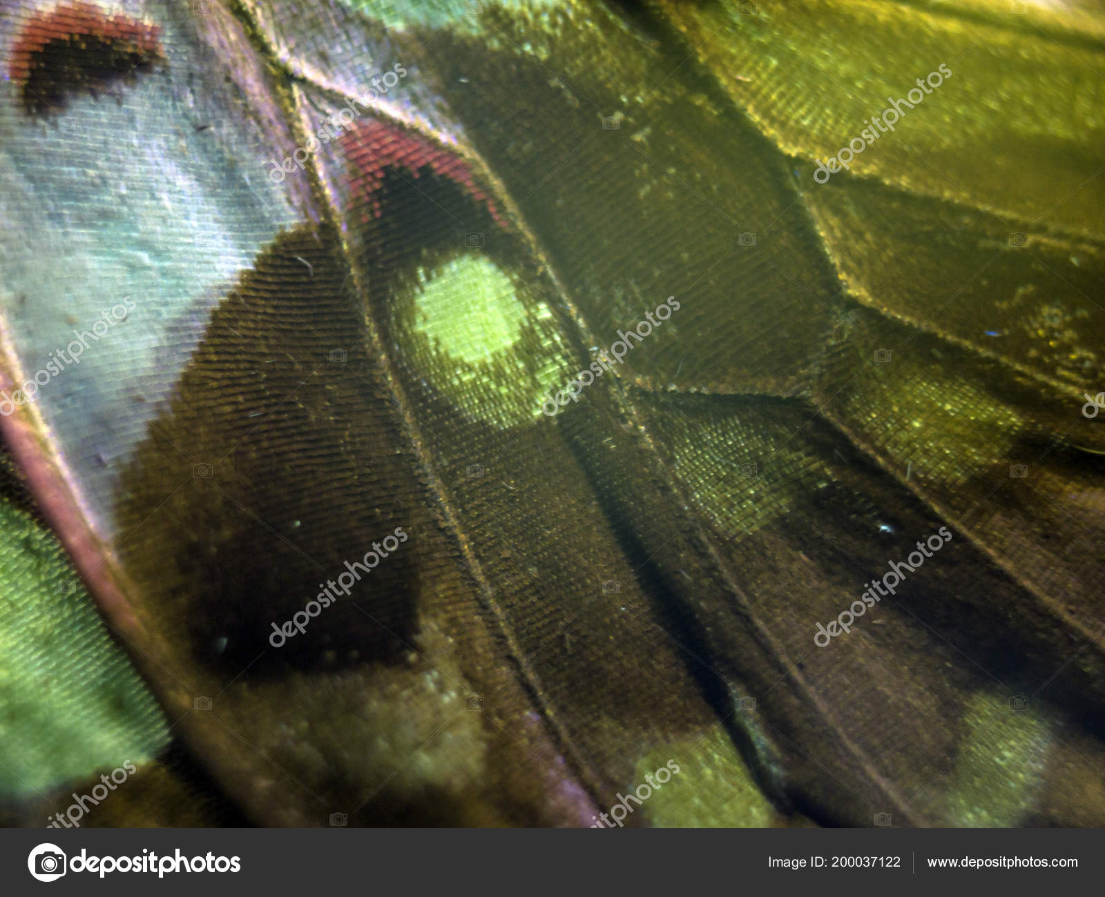 Butterfly Under A Microscope