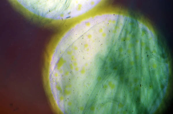 Oil immersion microscope Stock Photos, Royalty Free Oil immersion ...