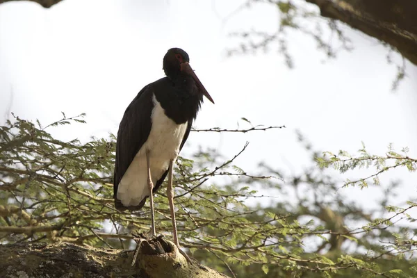 cigüeña negra que se asienta sobre una rama de un gran árbol en el ...