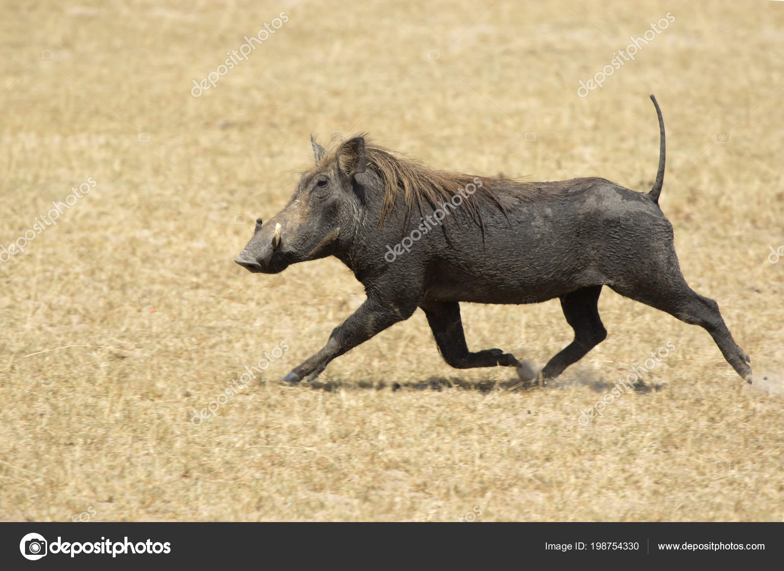 Warthogs Running