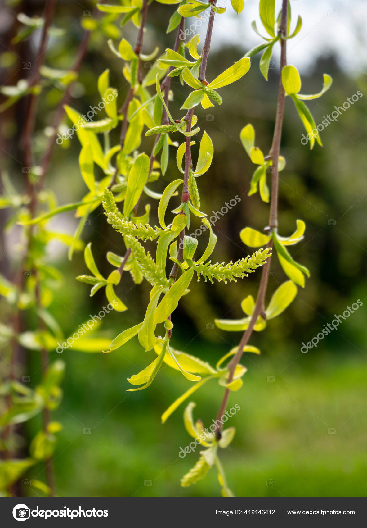 Weeping Willow Flower
