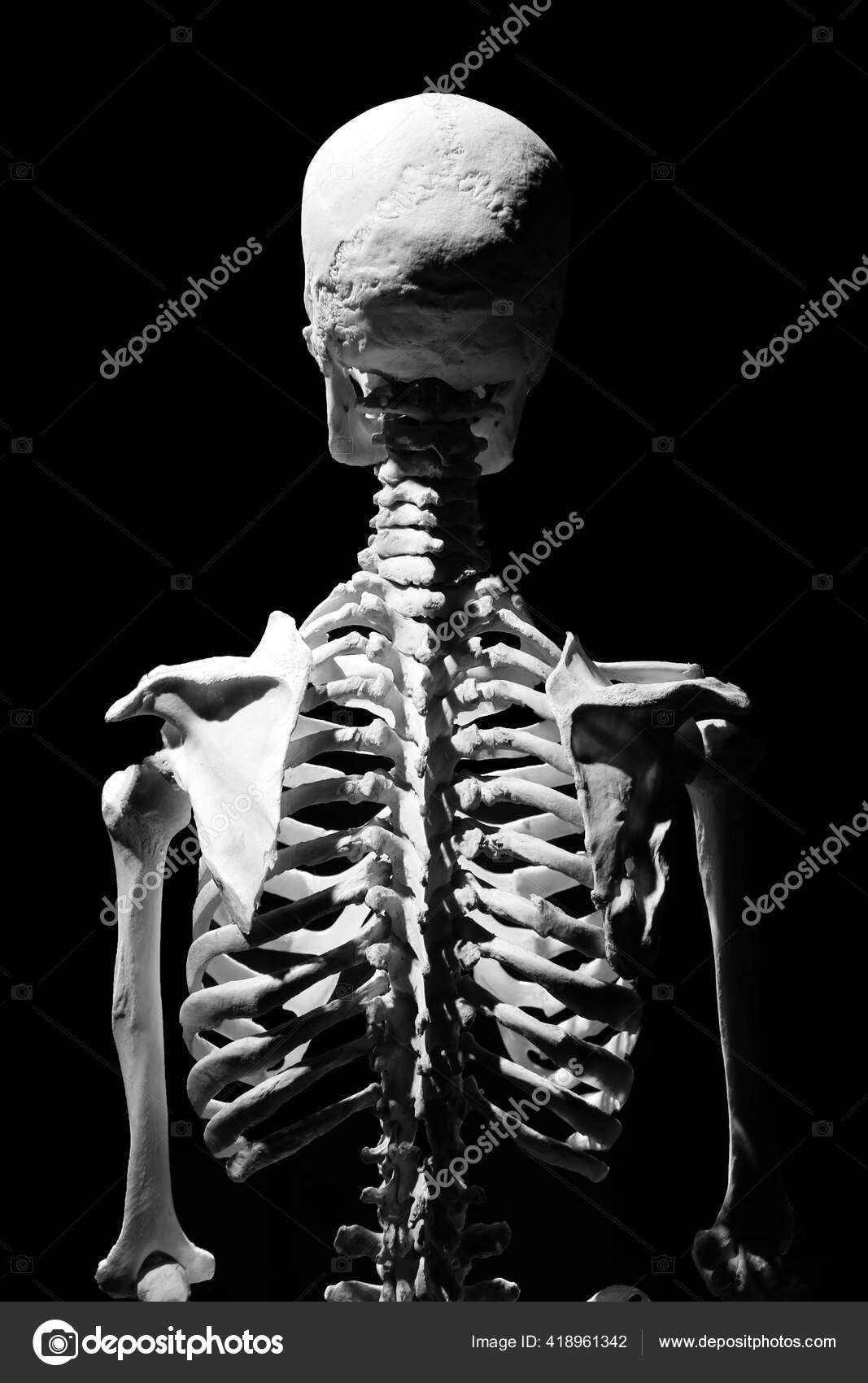 Squelette Humain Mort Anatomique Abstrait Isloated — Photo de stock par ...