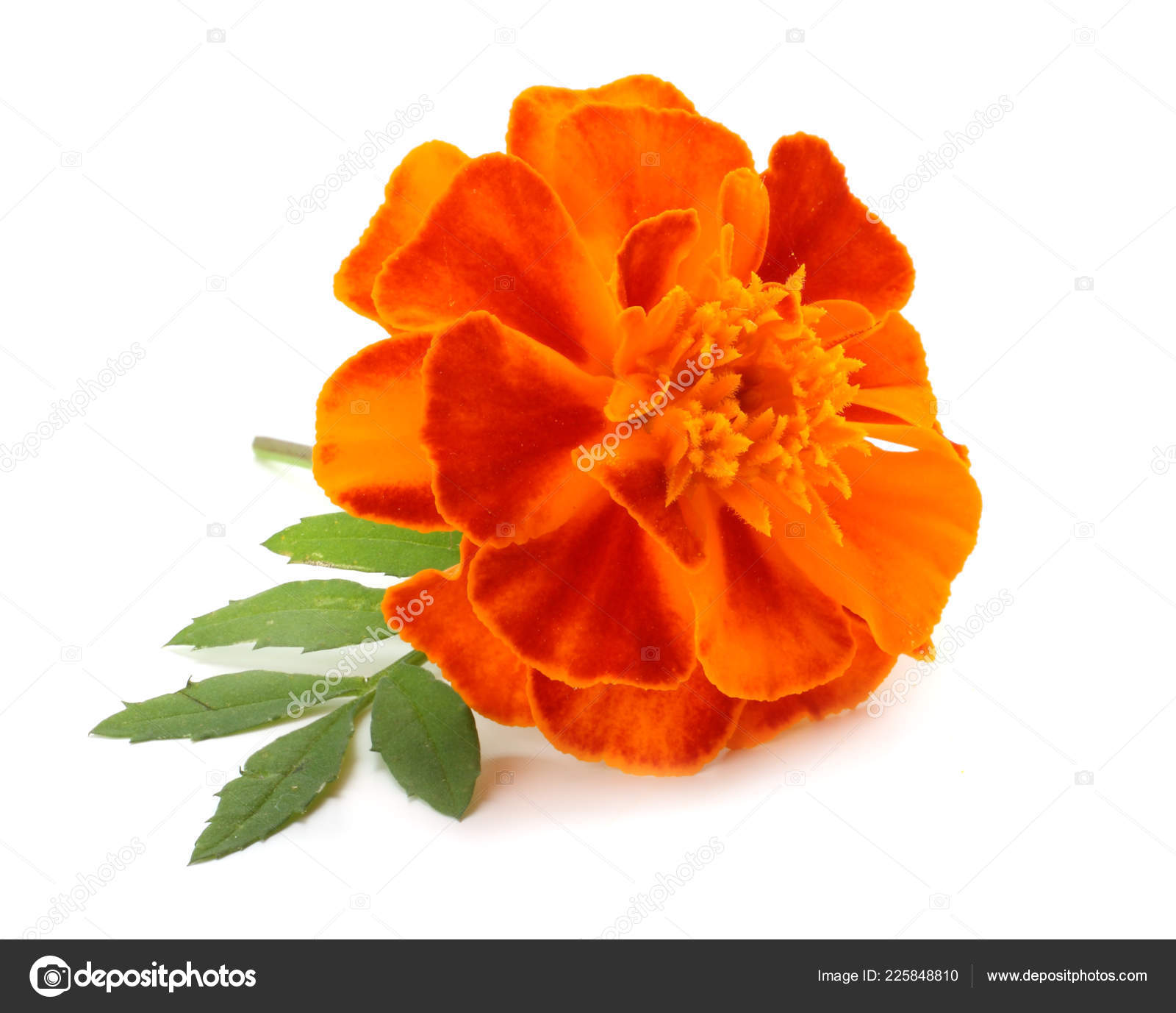 Mexican Marigold Flower