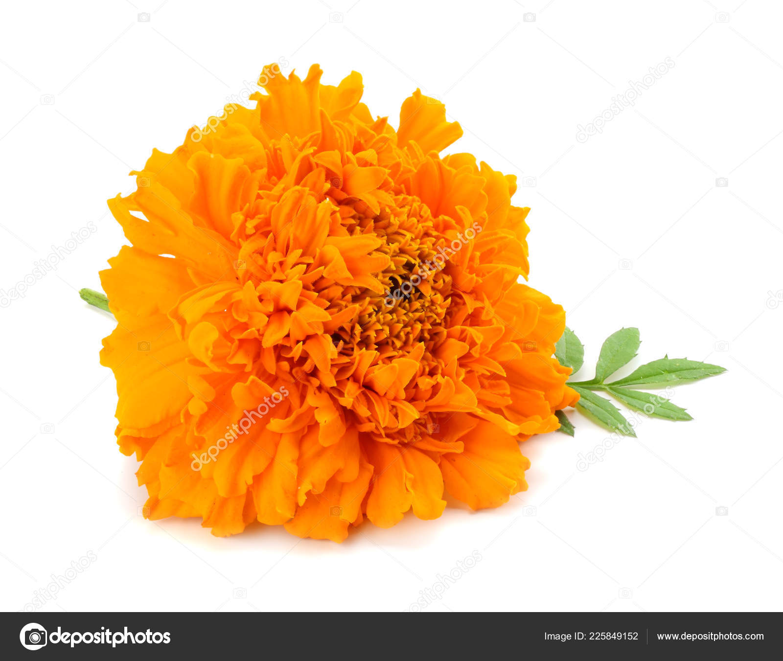 Mexican Marigold Flower