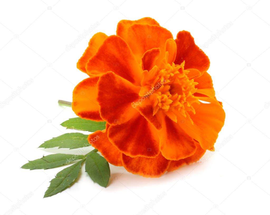 Flor de cal ndula naranja, Tagetes erecta, cal ndula mexicana, cal ...