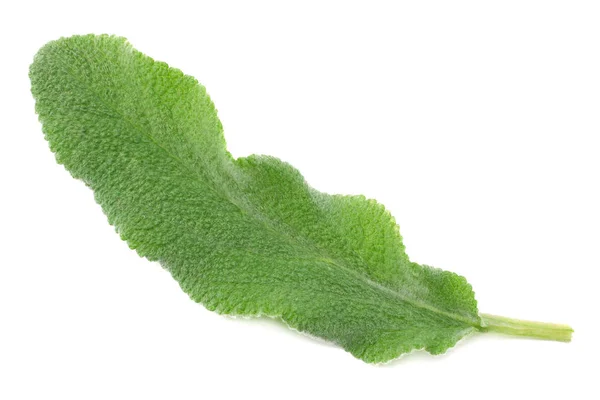 Hojas Salvia Aisladas Sobre Fondo Blanco Hojas Verdes — Foto de stock ...