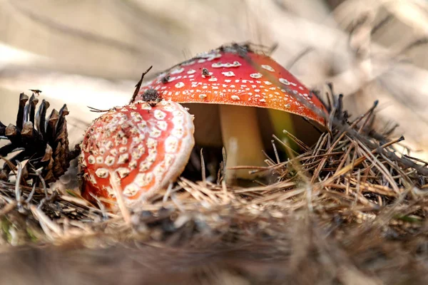 Poisonous fly agaric/ fly amanita mushroom in the central European pine ...