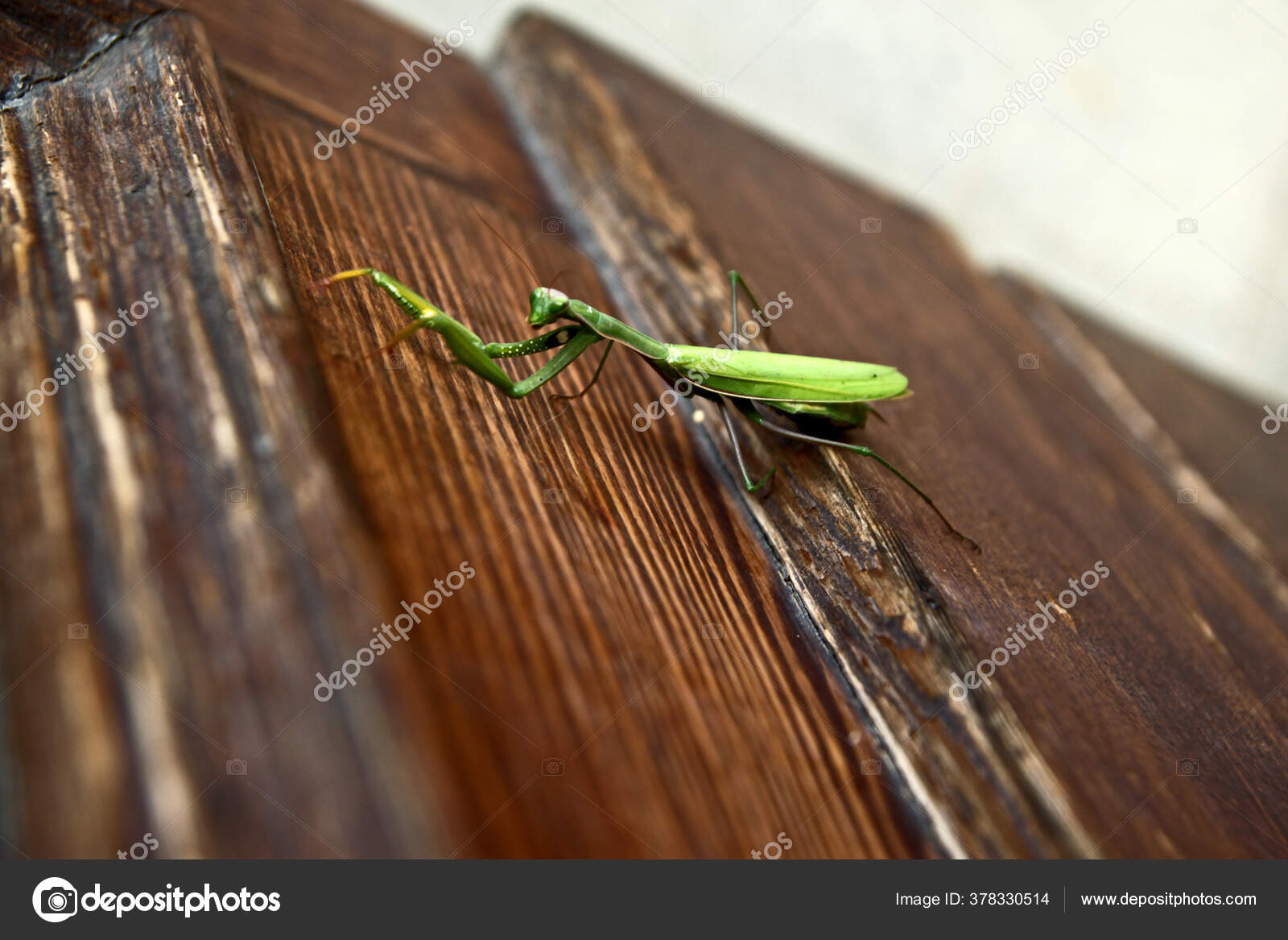Praying Mantis Wood Door — Stock Photo © franxyz #378330514