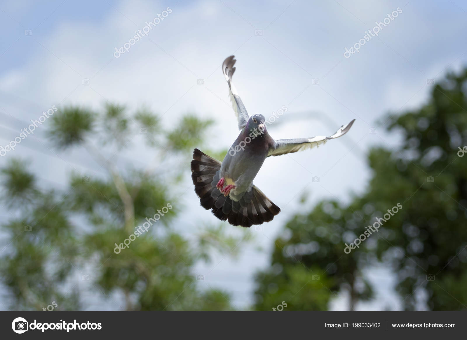 Feather Wing Homing Pigeon Bird Floating Mid Air Stock Photo by ...
